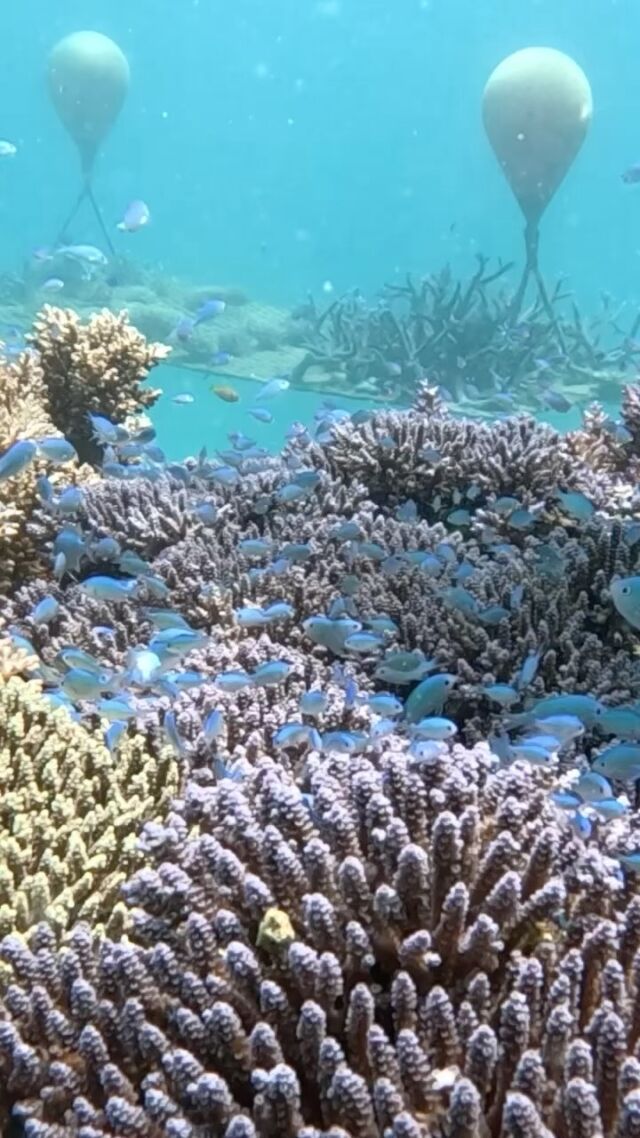 Methods - www.coralnurtureprogram.org
